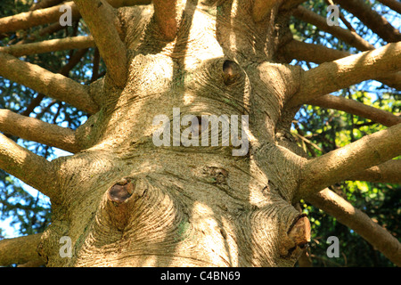 Bulging Tree Trunk Stock Photo - Alamy