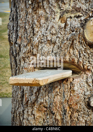 Closeup of an exhibit showing the method of springboard chopping used ...