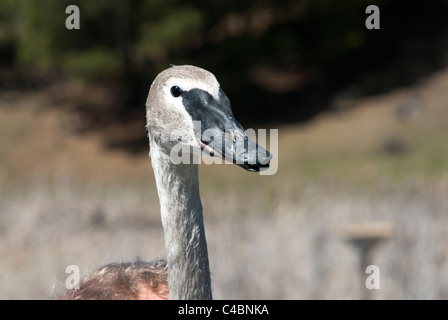 A banded Trumpeter Swan, part of the Swan Restoration Project in ...