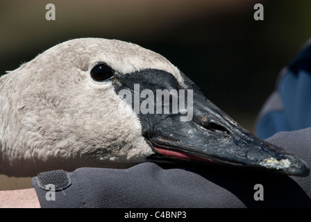A banded Trumpeter Swan, part of the Swan Restoration Project in ...