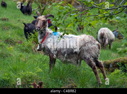 A goat, Norway Stock Photo - Alamy