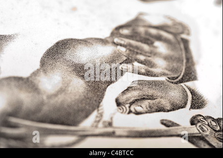 Illustration of Human Child before Birth copyright 1844 Stock Photo - Alamy