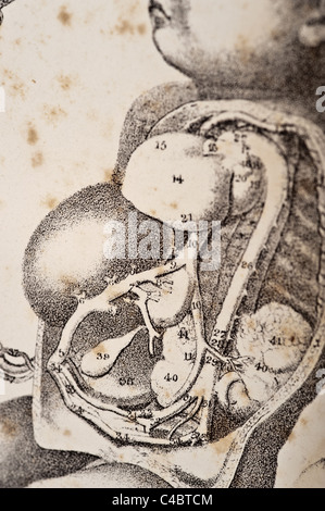 Illustration of Human Child before Birth copyright 1844 Stock Photo - Alamy