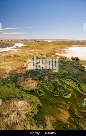 The Bubbler, Oodnadatta Track, Wabma Kadarbu Mound Springs Conservation ...