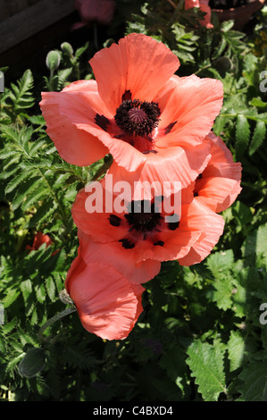 Red Oriental poppy, Latin name Papaver oriental in full bloom in Sussex ...