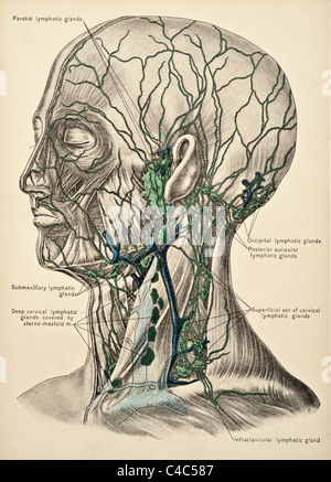 Lymphatic system of the head and neck, illustration Stock Photo - Alamy