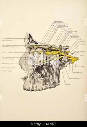 Eye anatomy and structure, muscles, nerves and blood vessels of the ...