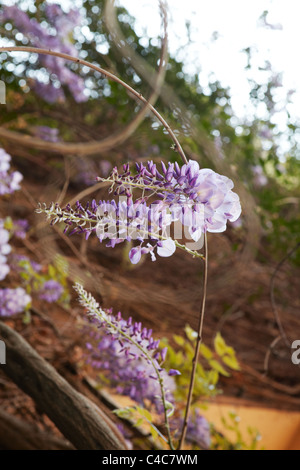 Wisteria in a backstreet of Rome, Italy Stock Photo - Alamy