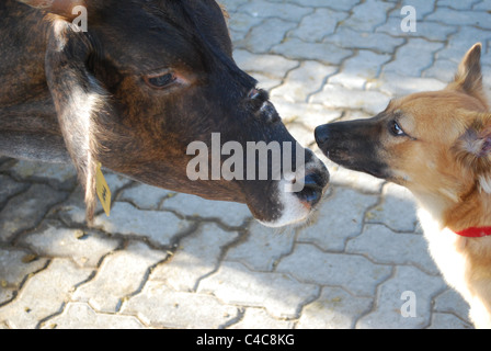 a cow meet dog Stock Photo - Alamy