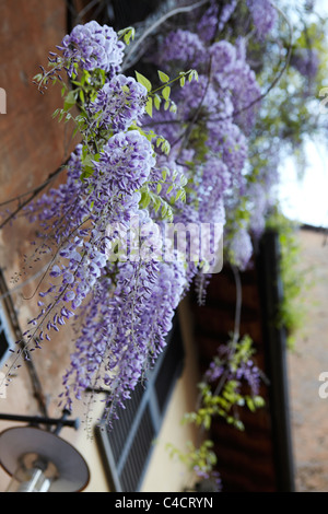 Wisteria in Rome, Italy Stock Photo - Alamy