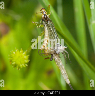 Burrowing Mayfly (Ephemera danica), France Stock Photo - Alamy