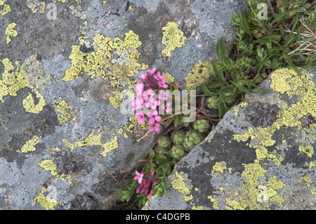 Garland flower. Daphne cneorum. Le Cirque de Troumouse . Park National ...