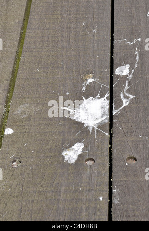 bird and poo Stock Photo - Alamy