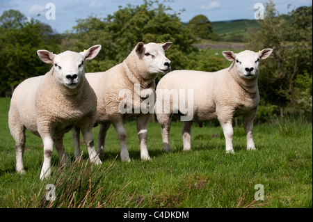 Pedigree Texel tup lambs, all by same sire, and born as Embryo ...