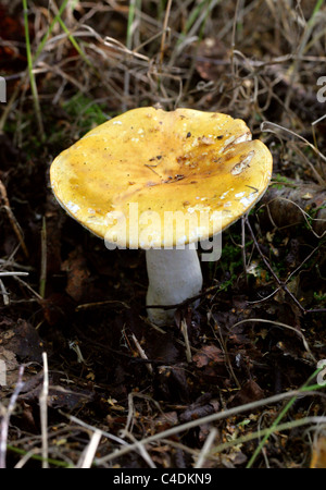 Russula ochroleuca (Common Yellow Russula) is widespread and common in ...