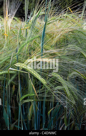 Barley ripening in evening light Stock Photo - Alamy