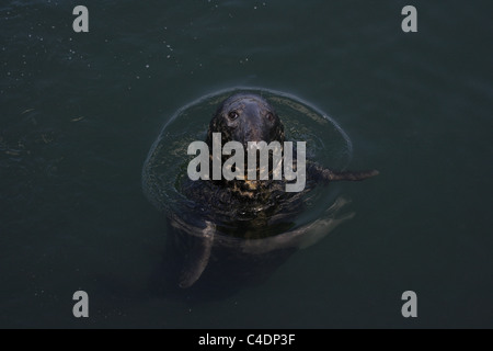 Seal in the fish harbour at Howth Irish sea Co Dublin Ireland Stock ...
