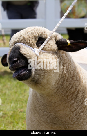 Sheep at the Royal Cornwall Show at the Royal Cornwall Showground ...