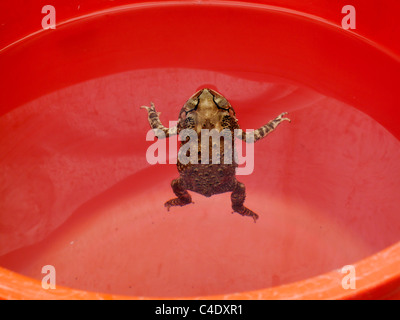 Red bucket floating Stock Photo - Alamy