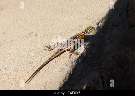 Female Namibian Rock Agama Lizard Agama planiceps sunbathing Namibia ...