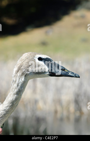 A banded Trumpeter Swan, part of the Swan Restoration Project in ...
