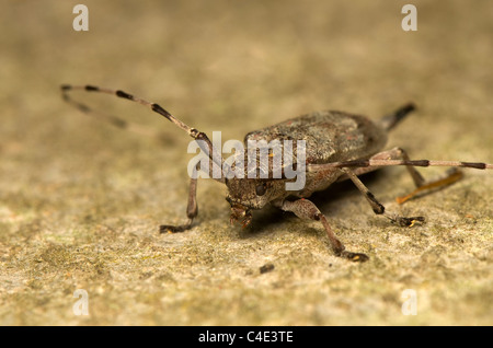 A timberman beetle (Acanthocinus aedilis, Cerambycidae) sitting on a ...