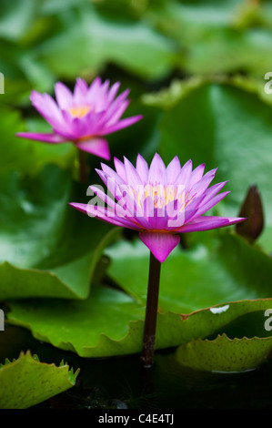 lotus or purple lotus , Water Lily or Nymphaea lotus and a bee Stock ...
