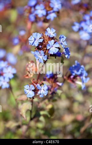 Blue flowers of Ceratostigma plumbaginoides, Chinese plumbago Stock ...