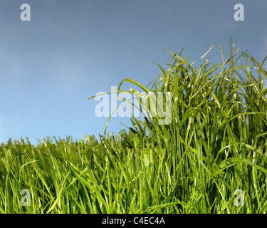 Uncut grass and sky Stock Photo - Alamy