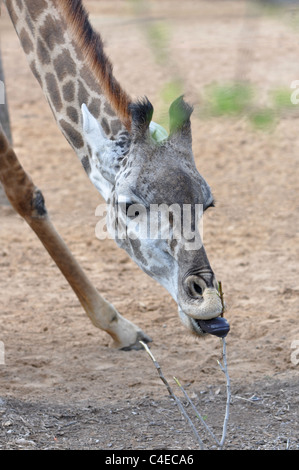 A single giraffe eating the top of a metal pole Stock Photo - Alamy