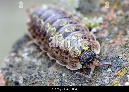 A closeup of a Porcellio spinicornis woodlouse Stock Photo - Alamy