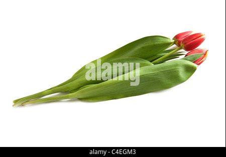 three beautiful tulips, isolated on white background Stock Photo - Alamy