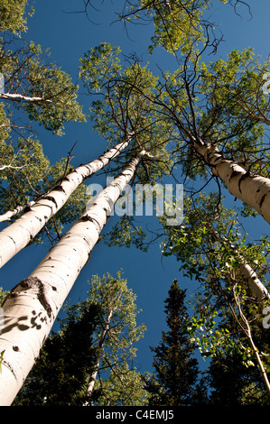 Tall Aspen Trees Stock Photo - Alamy