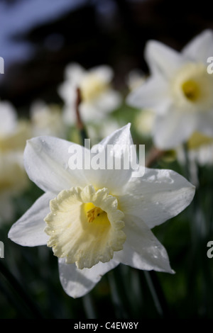 White Daffodil Flowers bud with Bright Orange Cups in Spring Bouquet ...