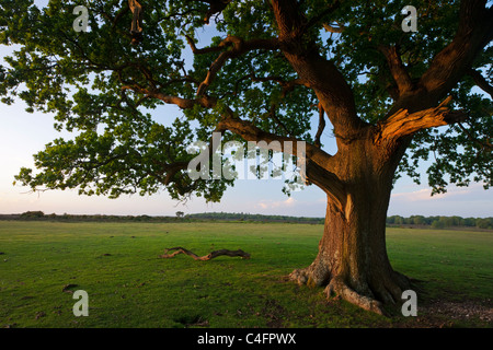 Sunlit ancient English Oak tree in grounds of Calke Abbey Estate ...