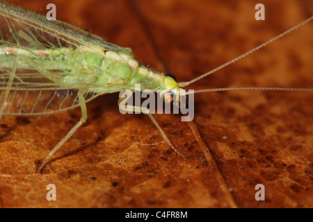 Compound eye of a lacewing Stock Photo - Alamy