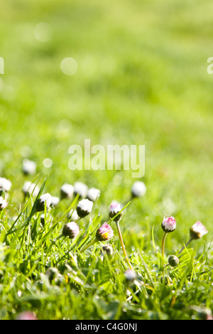 Fresh green grass with dew drops close up Stock Photo - Alamy
