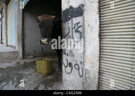 A cow in the Kurdish village of Rowanduz Northern Iraq Stock Photo - Alamy