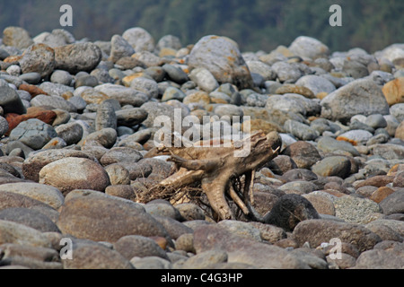 Pebbles on the river bed, Noa-Dehing river, Namdapha, Arunachal Pradesh ...