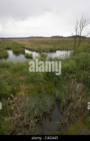 Foulshaw Moss nature reserve, Cumbria, UK Stock Photo - Alamy