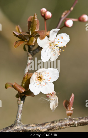 Wild cherry (Prunus avium), winter buds on white background, Doller ...