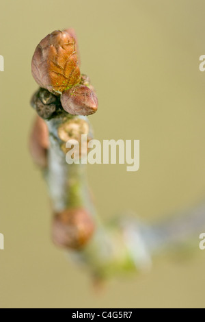 English Oak leaf buds (quercus robur), also known as Pedunculate Oak ...