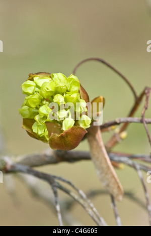 Norway maple (Acer platanoides) flowers and young leaves Stock Photo ...