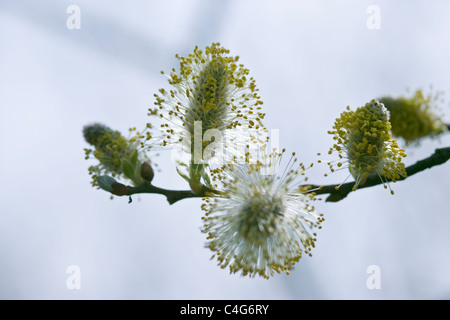 Goat Willow Salix caprea, flowers Stock Photo - Alamy