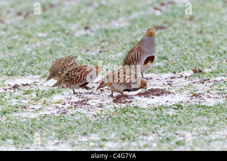 Grey Partridge (Perdix perdix) covey of birds foraging in the shelter ...