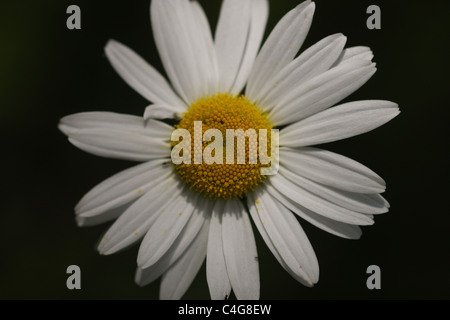 Ox eye daisy. Rose Cottage garden Stock Photo - Alamy