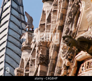 Two juvenile Peregrine Falcons (Falco peregrinus brookei) standing on ...