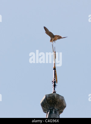 Peregrine Falcon (Falco peregrinus) landing on a gargoyle at Lincoln ...