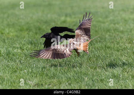 Raven and Red Kite Stock Photo - Alamy