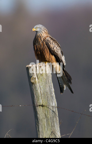 Red Kite (Milvus milvus) resting on a branch Stock Photo - Alamy
